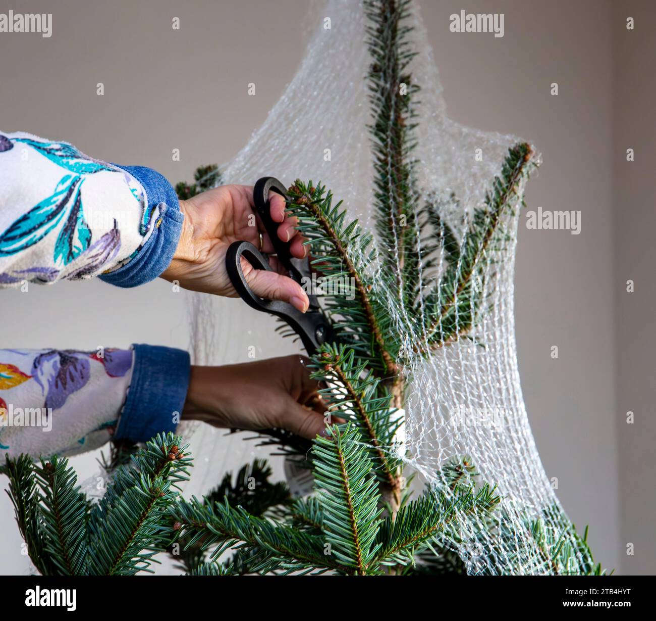 Cutting off the netting with scissors of the Christmas tree ready for ...