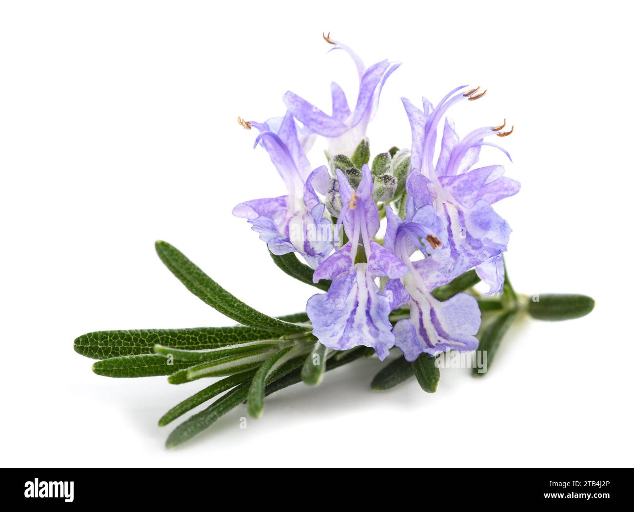 Rosemary sprig in flowers isolated on white background Stock Photo - Alamy