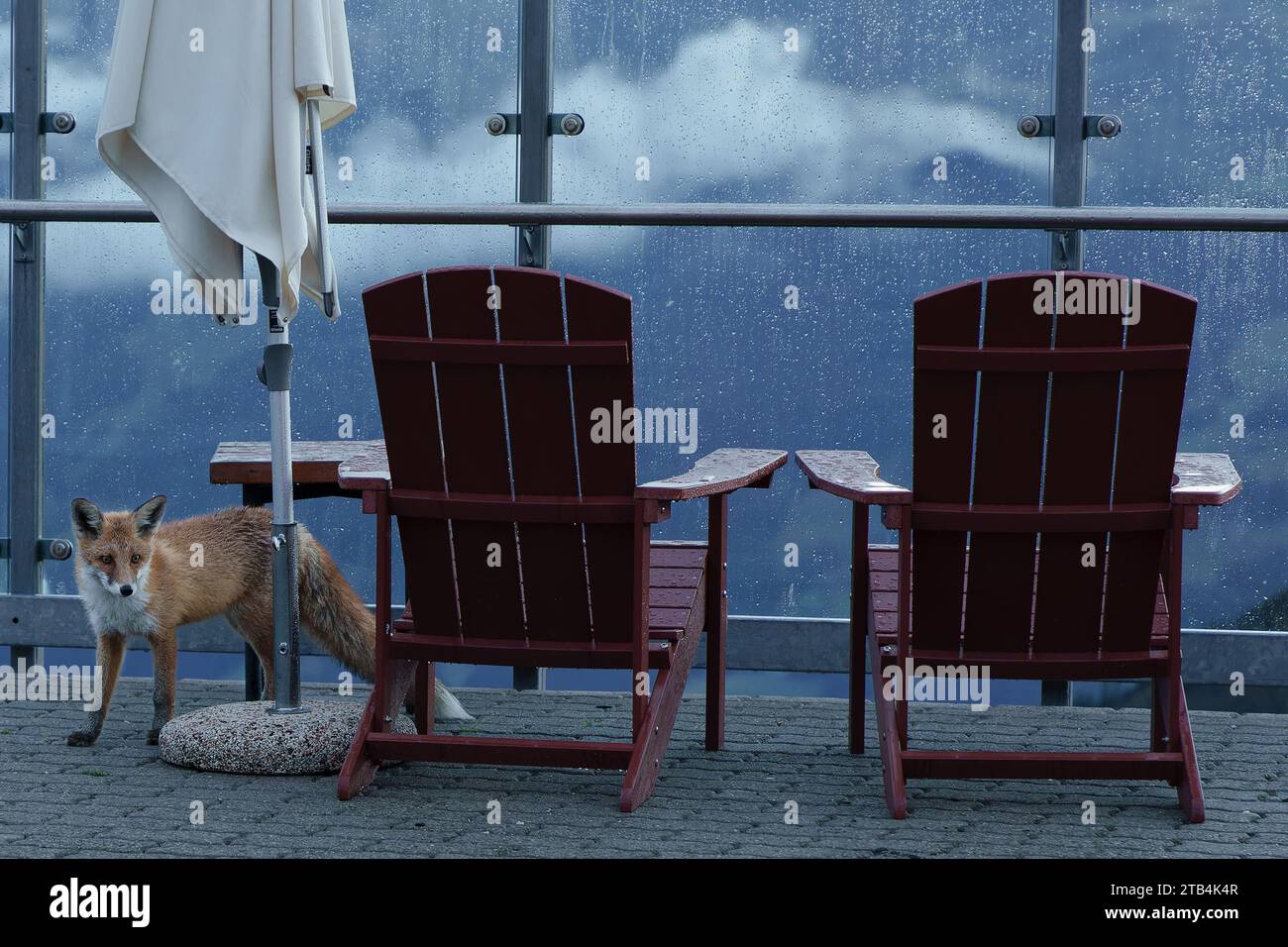 A red fox walks onto the deck at Berggasthaus First above Grindelwald ...