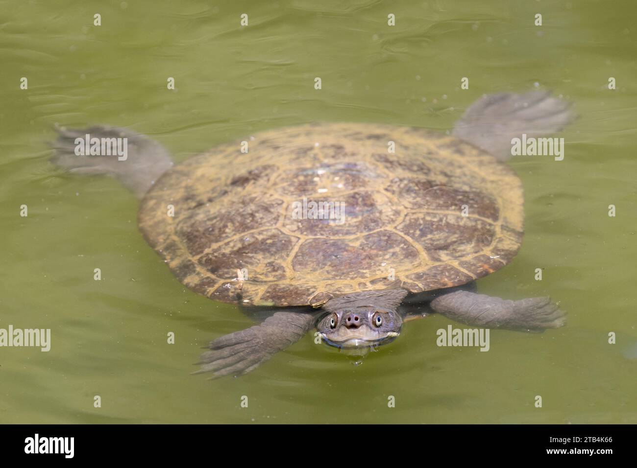 Hunter river turtle hi-res stock photography and images - Alamy
