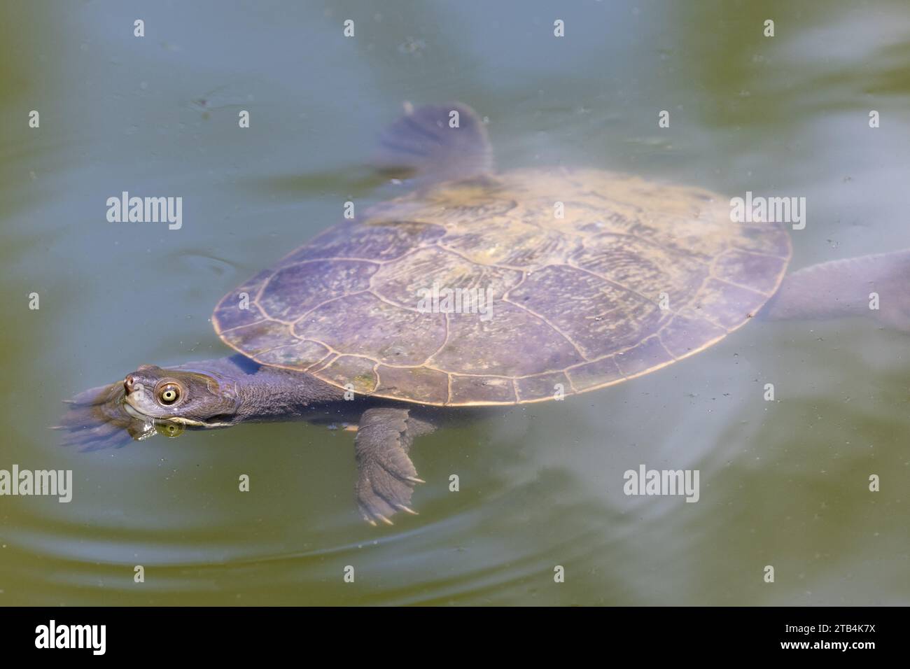 Captive Australian Hunter River Turtle Stock Photo - Alamy