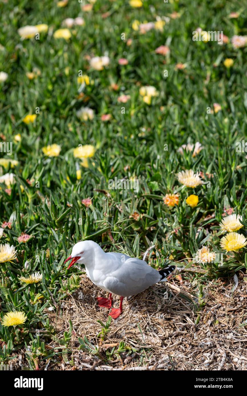 seagull making nest surrounded by iceplant Stock Photo - Alamy