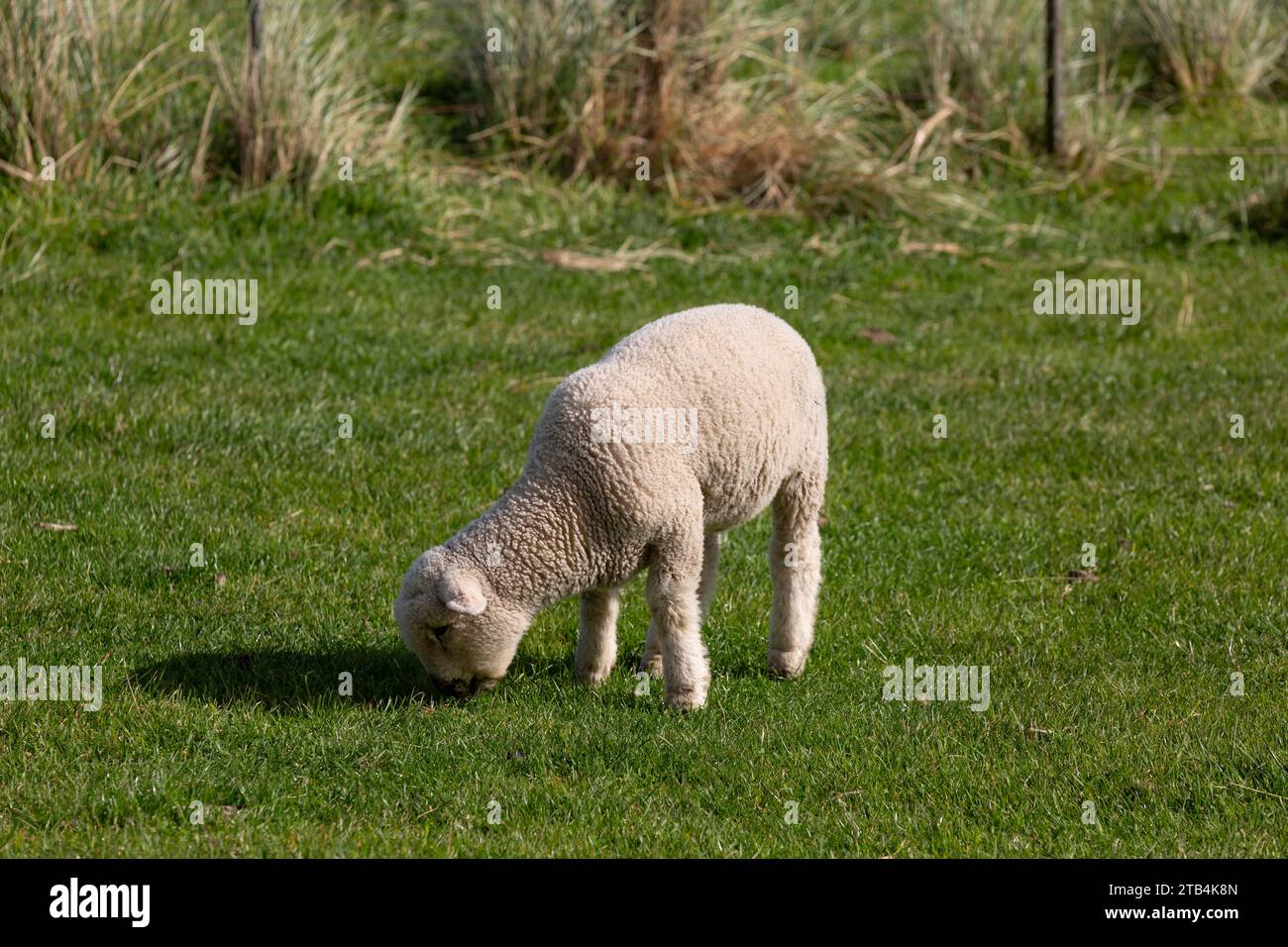 Young lamb sheep in hi-res stock photography and images - Alamy