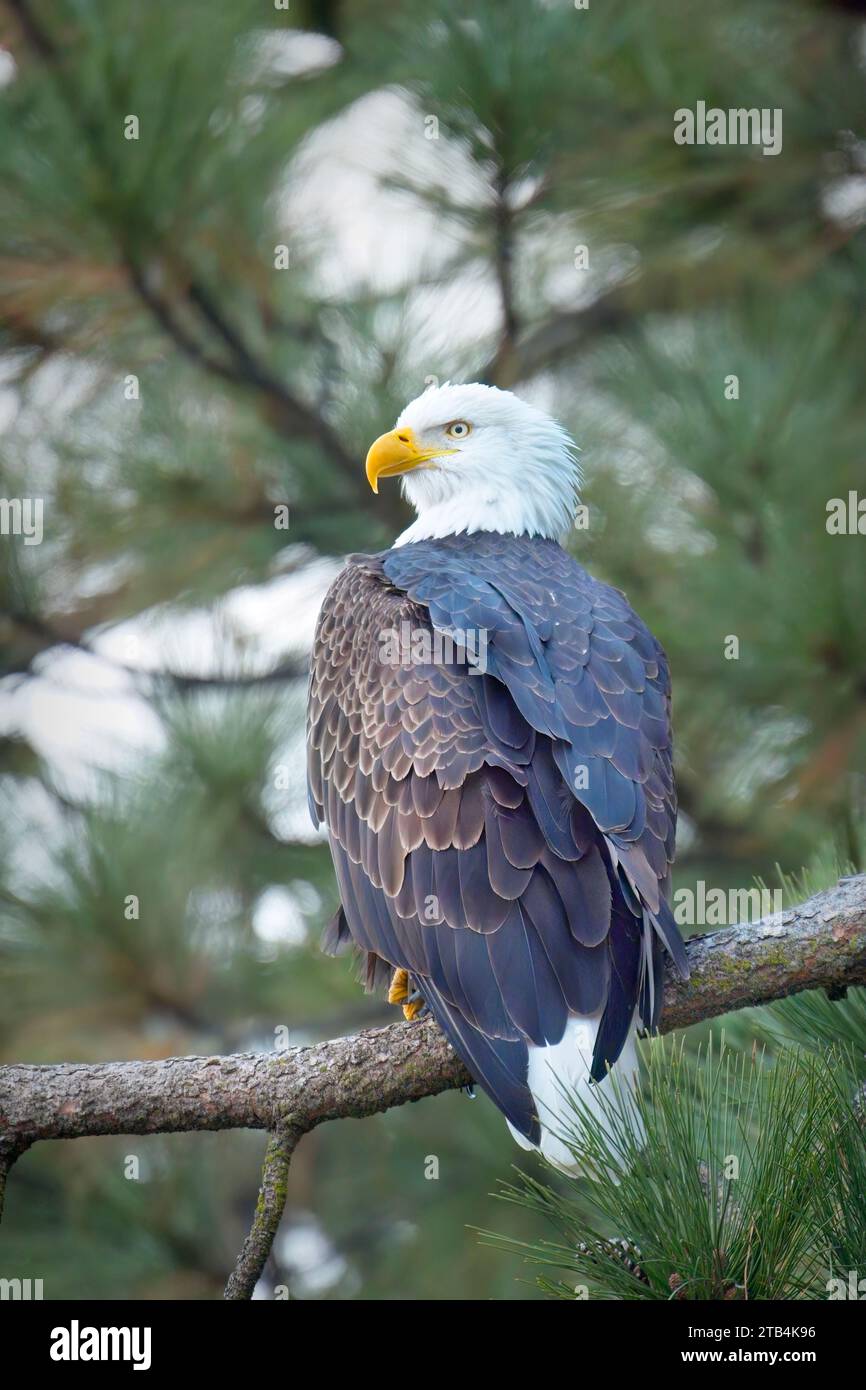 An American bald eagle is perched on a branch searching for fish in ...