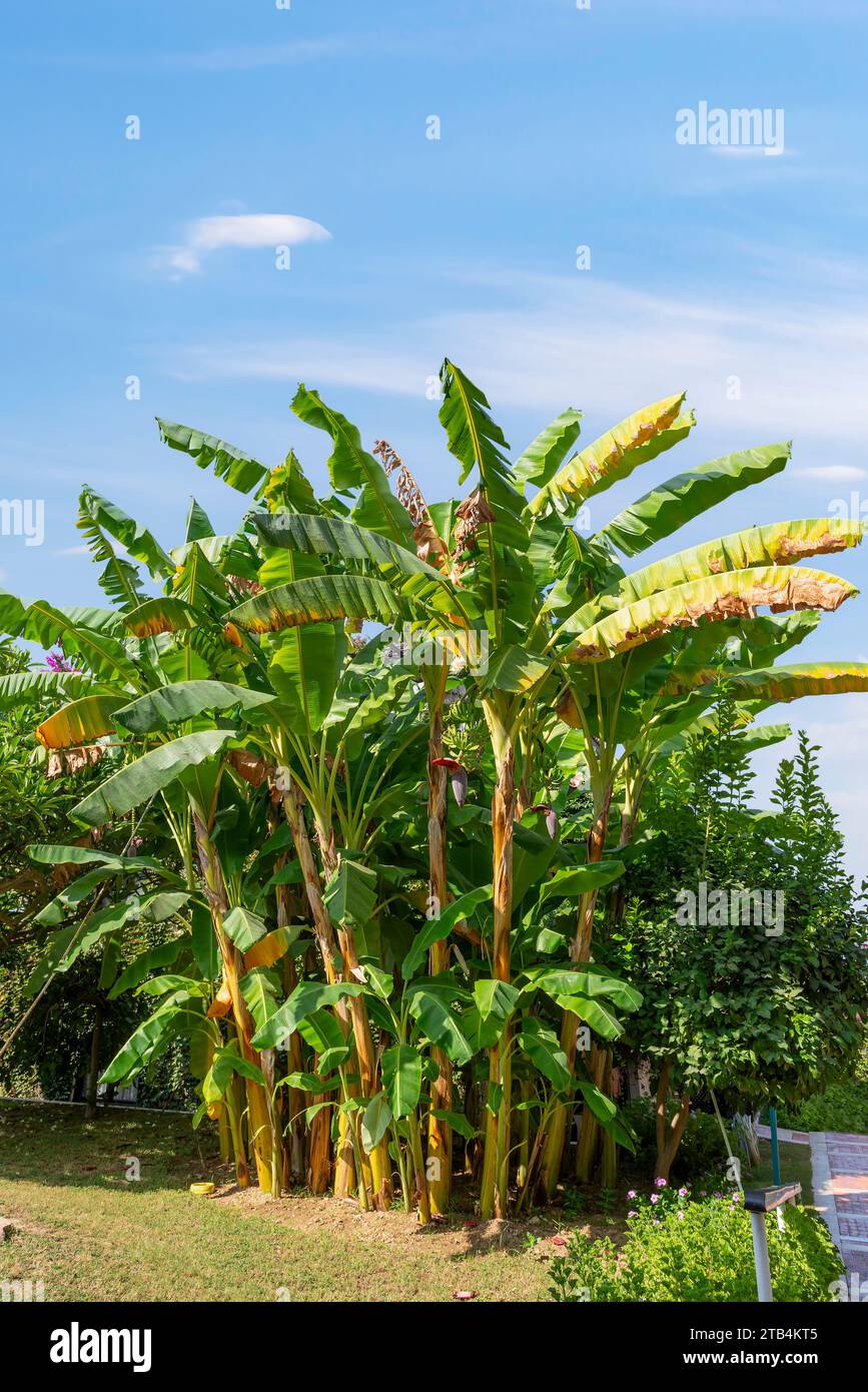 Plantation of banana trees Stock Photo - Alamy