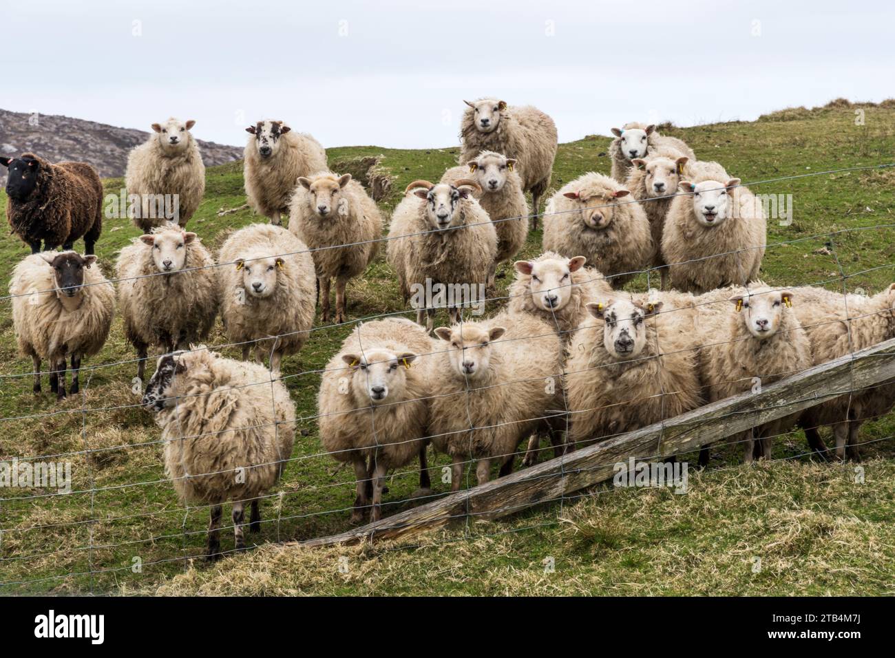 Inquisitive sheep on Shetland Mainland Stock Photo - Alamy