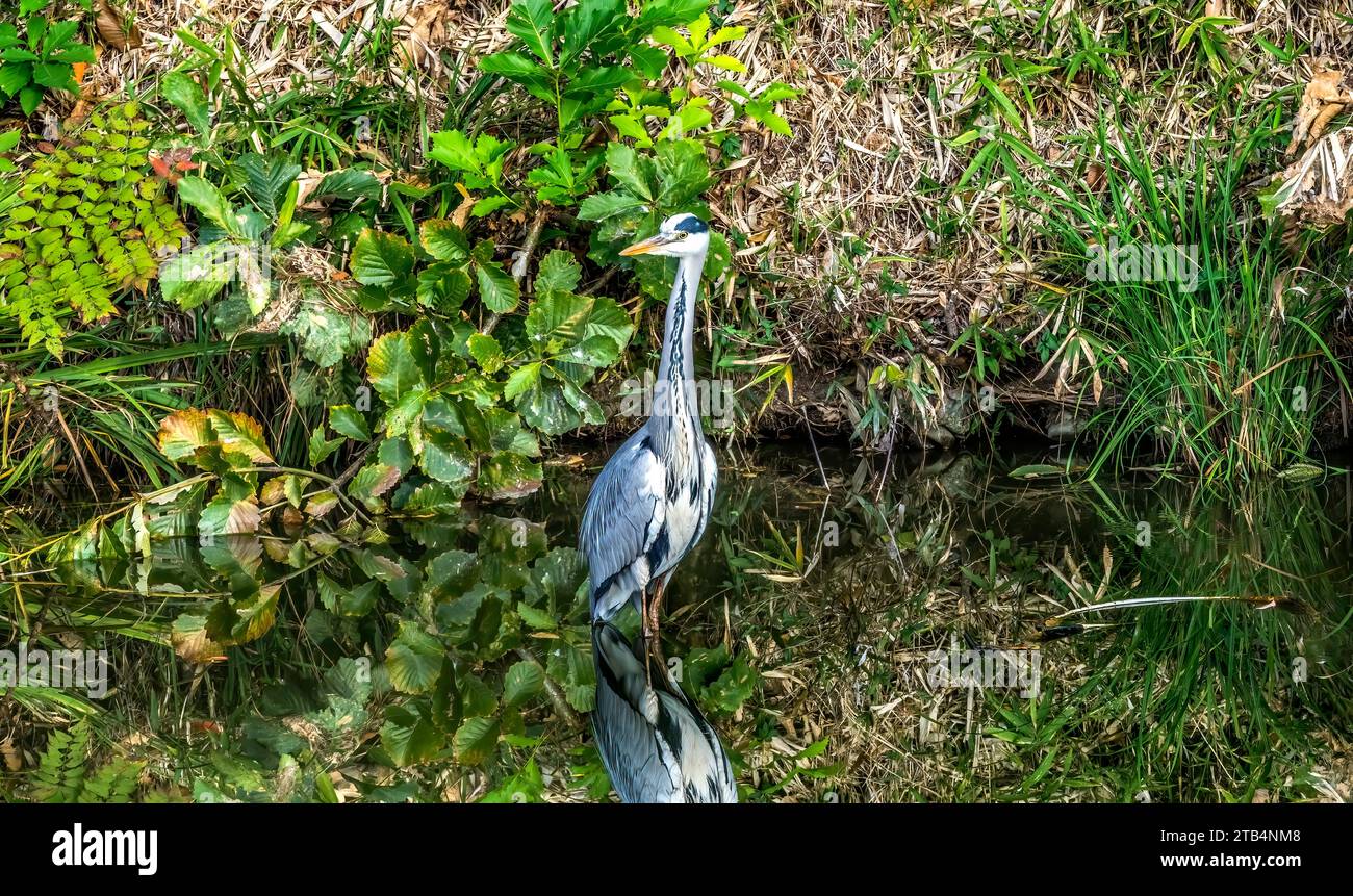 Grey Heron Ardea cinerea Furuichi kofungun Water reflection Burial ...