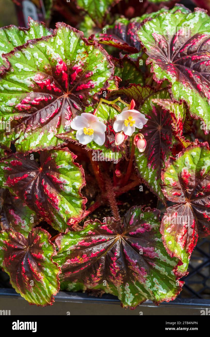 Begonia t rex painters palette hi-res stock photography and images - Alamy