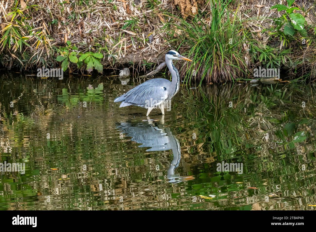 Grey Heron Ardea cinerea Furuichi kofungun Water reflection Burial ...