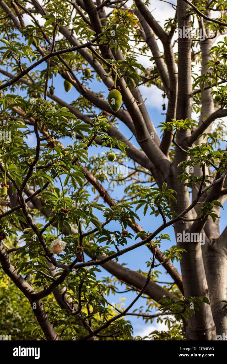 Shade giving structures hi-res stock photography and images - Alamy