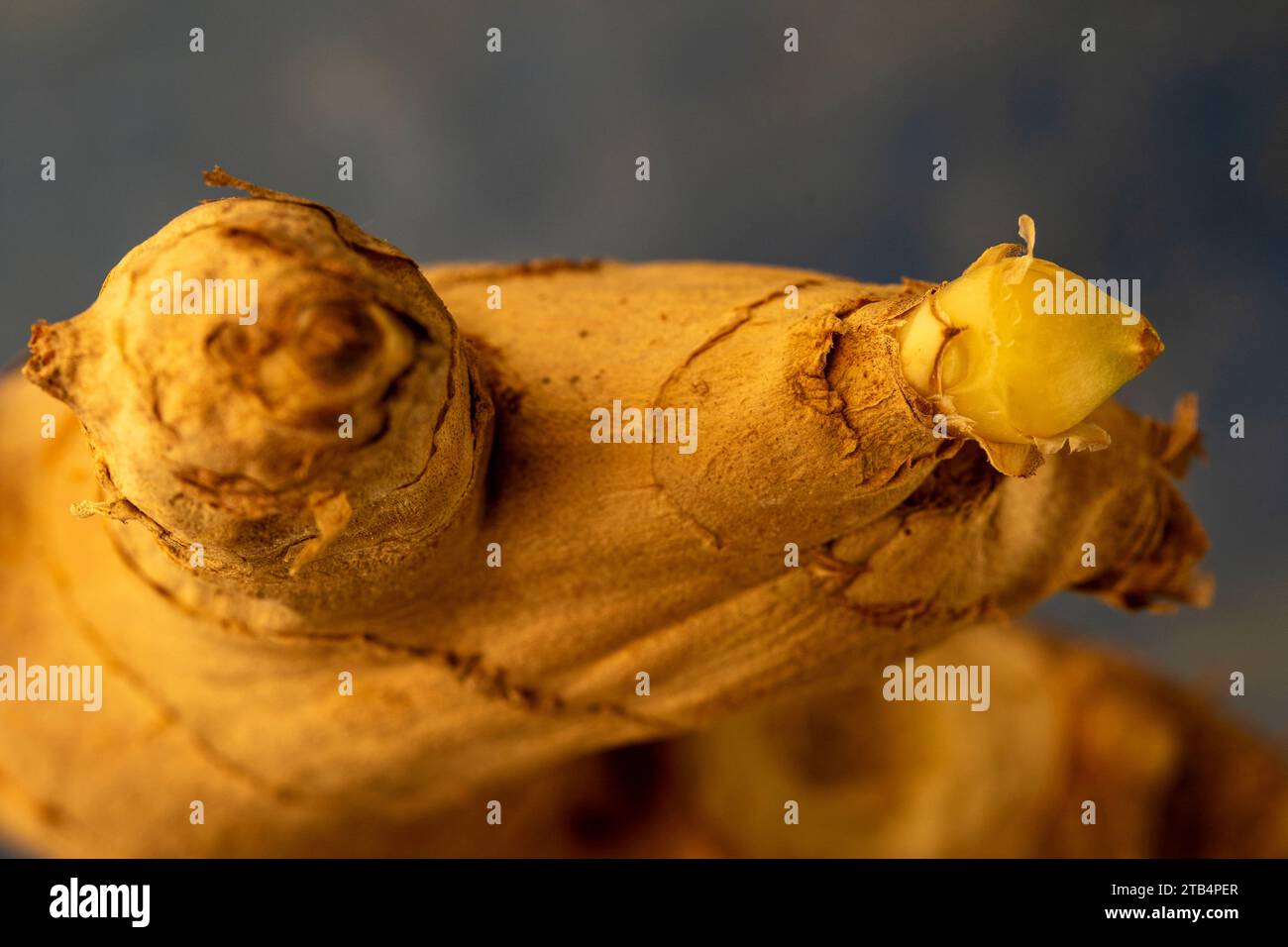 Dramatic close up food ingredient / spice portrait still life of root ...