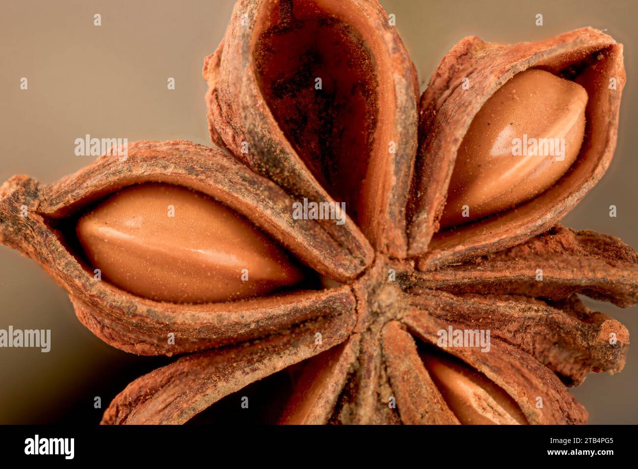 Striking macro food ingredient still life portrait of Illicium verum ...