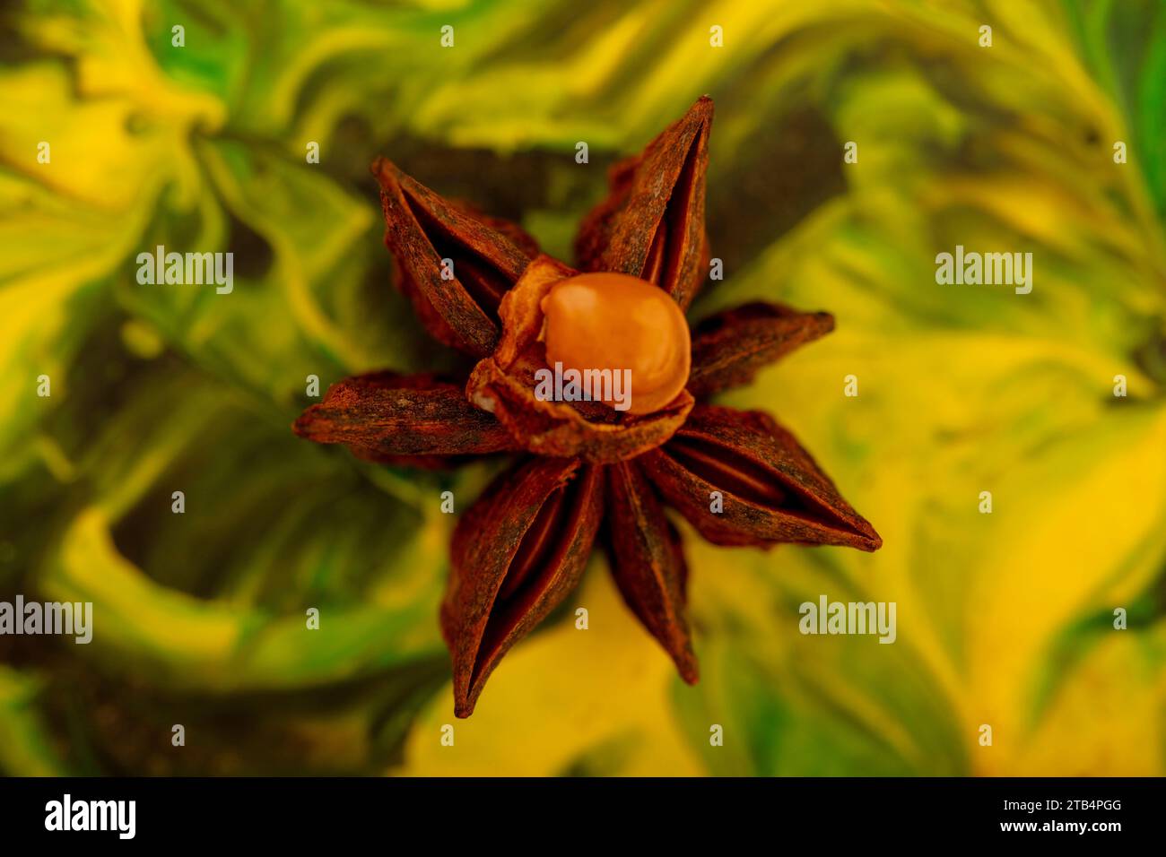 Striking macro food ingredient still life portrait of Illicium verum ...