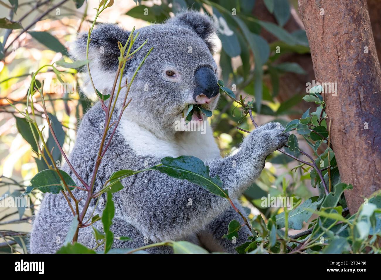 Koala feeding hi-res stock photography and images - Alamy