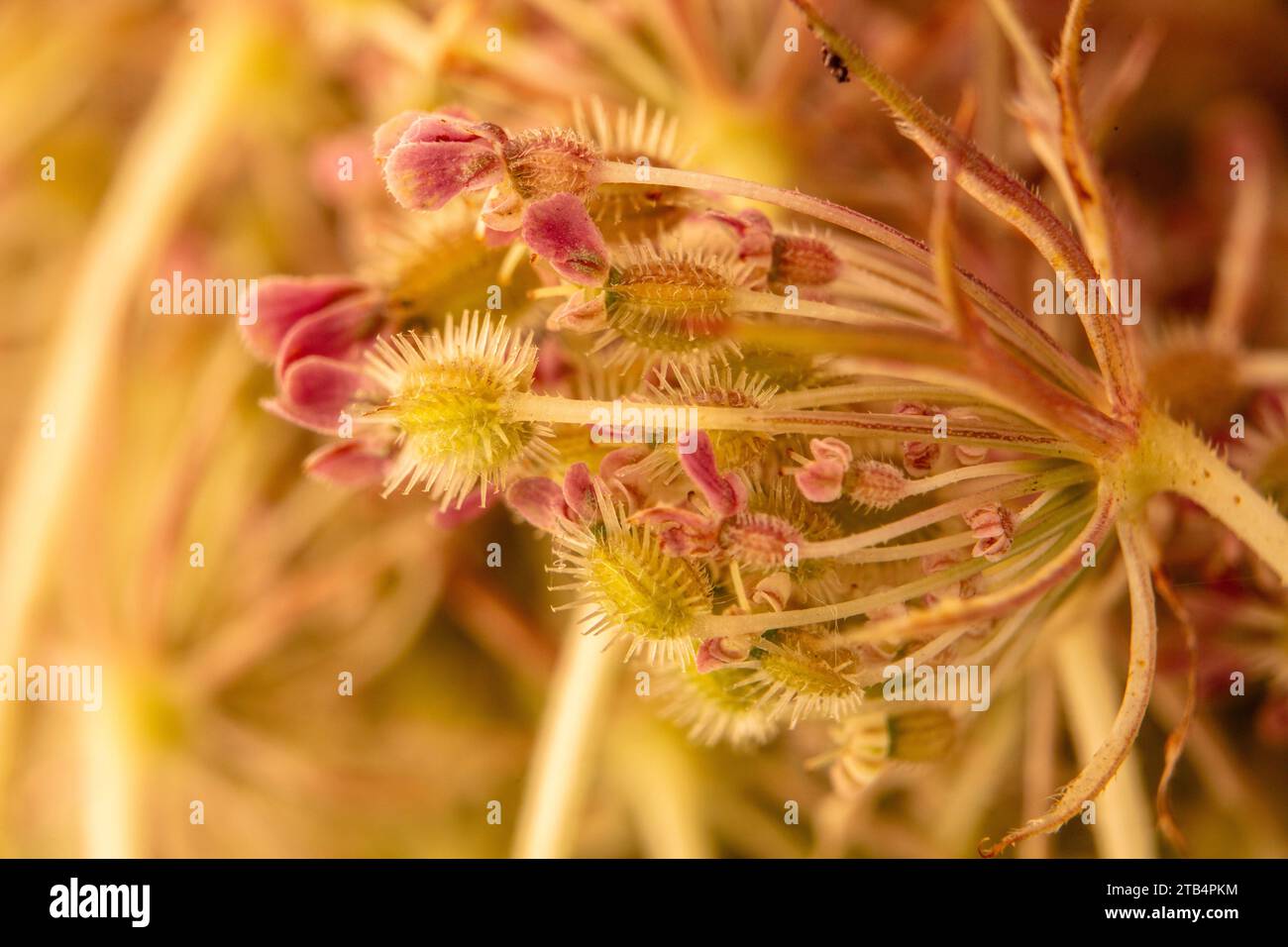 Poster ready macro semi abstract nature still life portrait of the ...