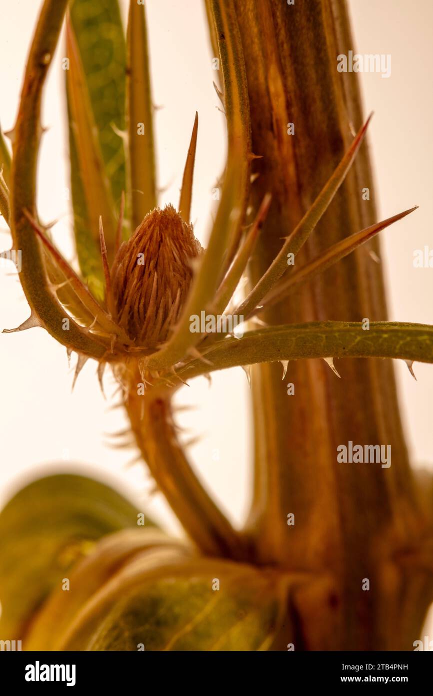 Crisp plant portrait of stately Teasel, Dipsacus, showing pattern and ...
