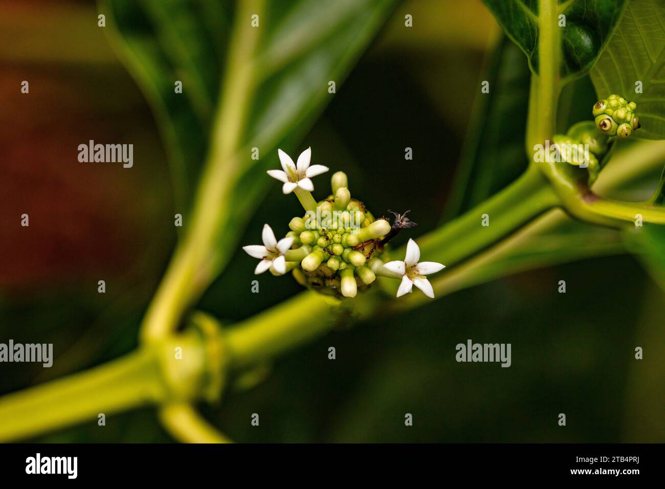 Natural close up flowering plant portrait of Morinda Citrifolia var ...
