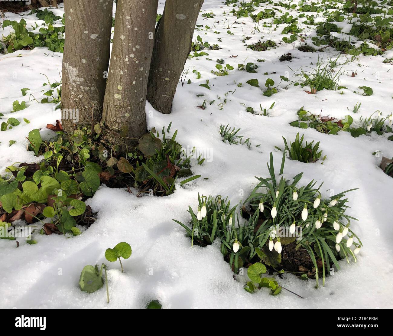 White snow bulbs hi-res stock photography and images - Alamy