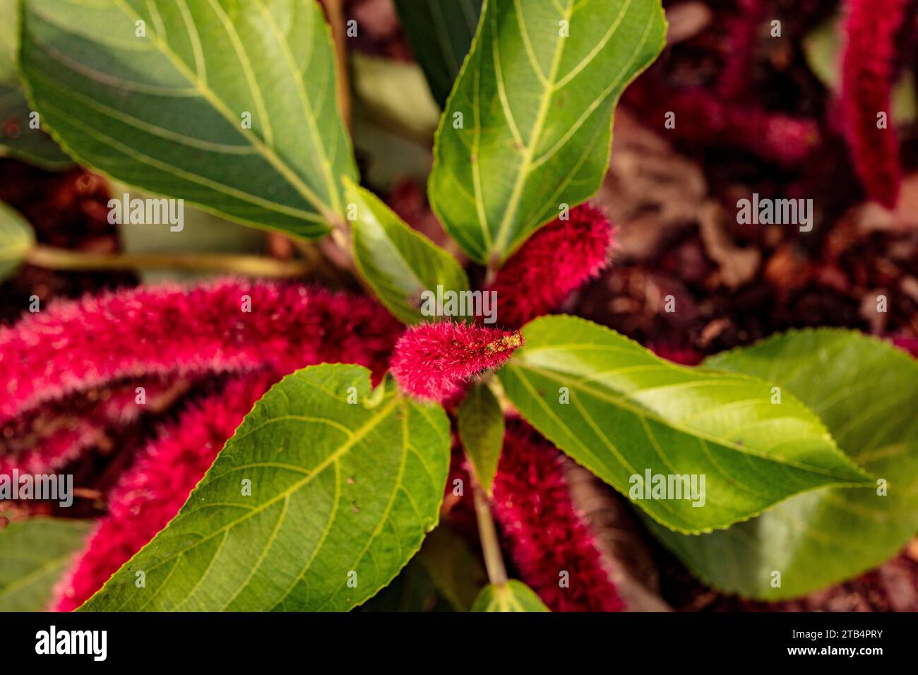 Natural close up flowering plant portrait of Acalypha hispida, chenille ...
