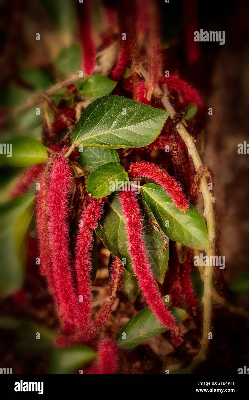 Natural close up flowering plant portrait of Acalypha hispida, chenille ...
