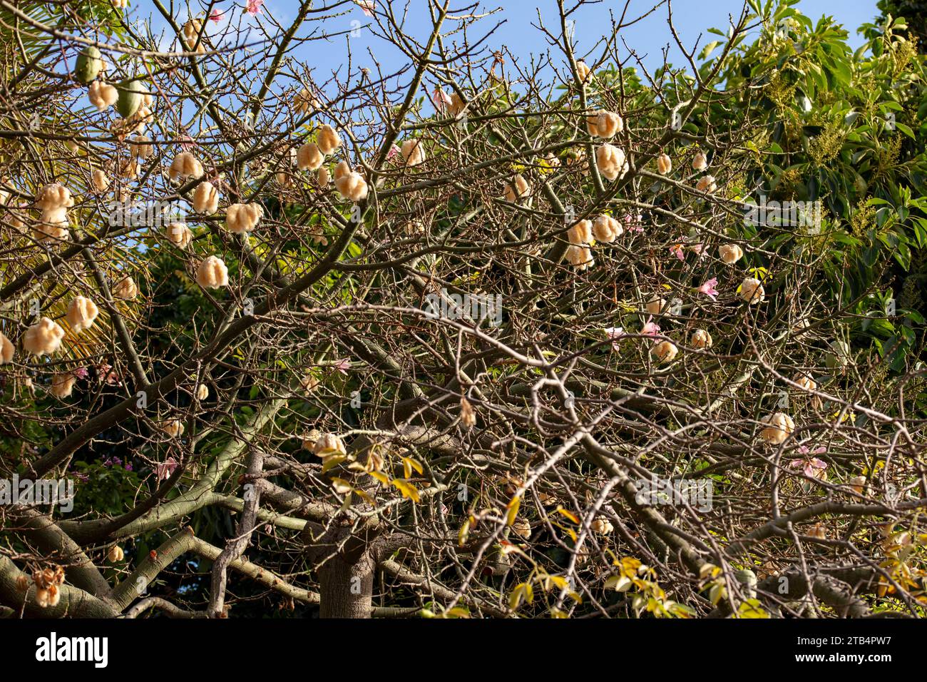 Samauma tree hi-res stock photography and images - Alamy