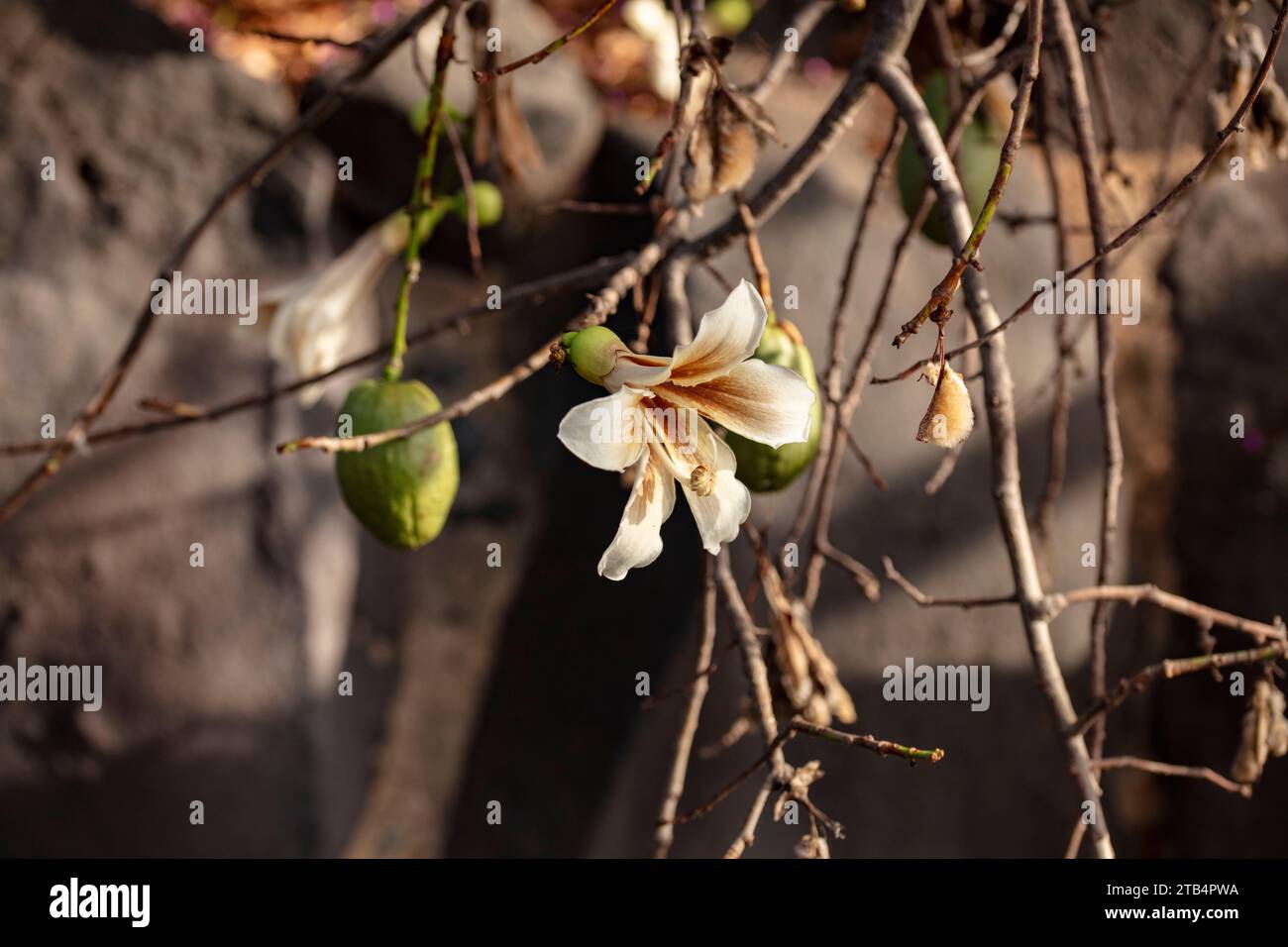 Strangely beautiful Kapok tree (Ceiba pentandra), and flowers Stock ...