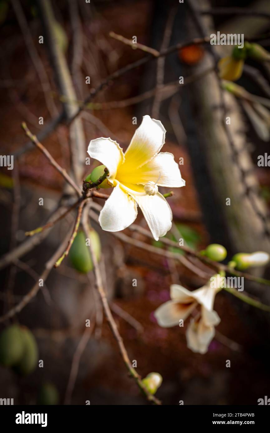 Strangely beautiful Kapok tree (Ceiba pentandra), and flowers Stock ...
