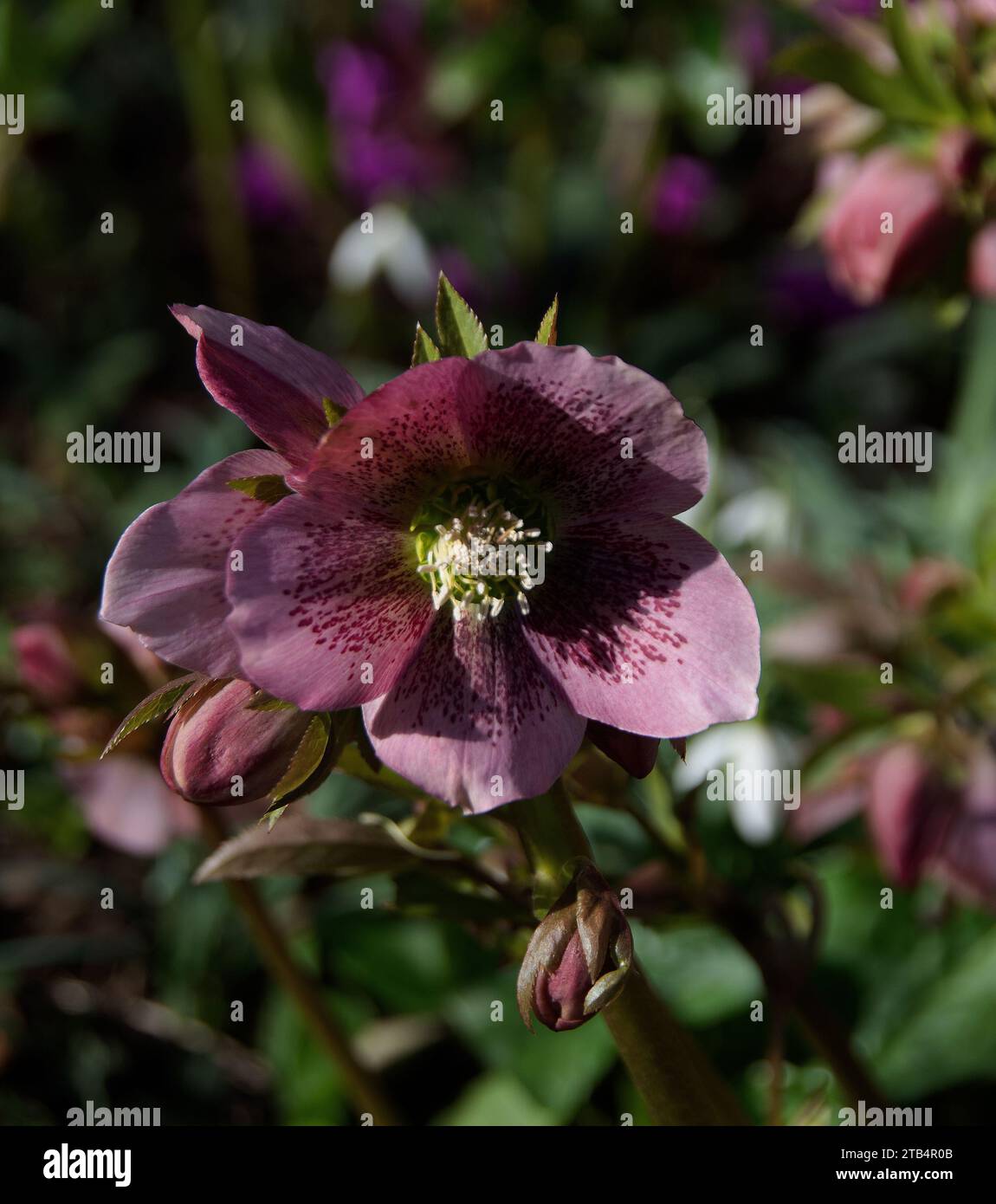 Hybrid hellebore, Helleborus orientalis, begins to flower in February ...