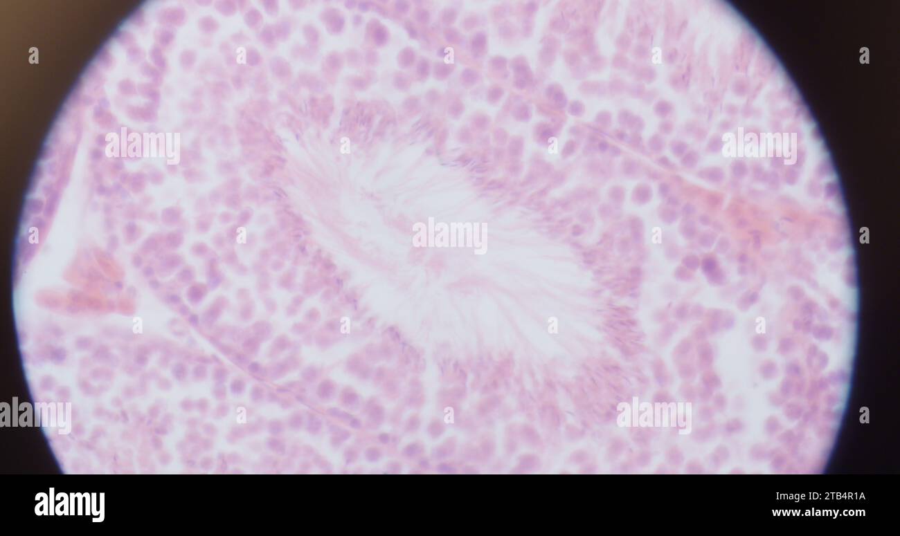 virus structure under a microscope Stock Photo - Alamy