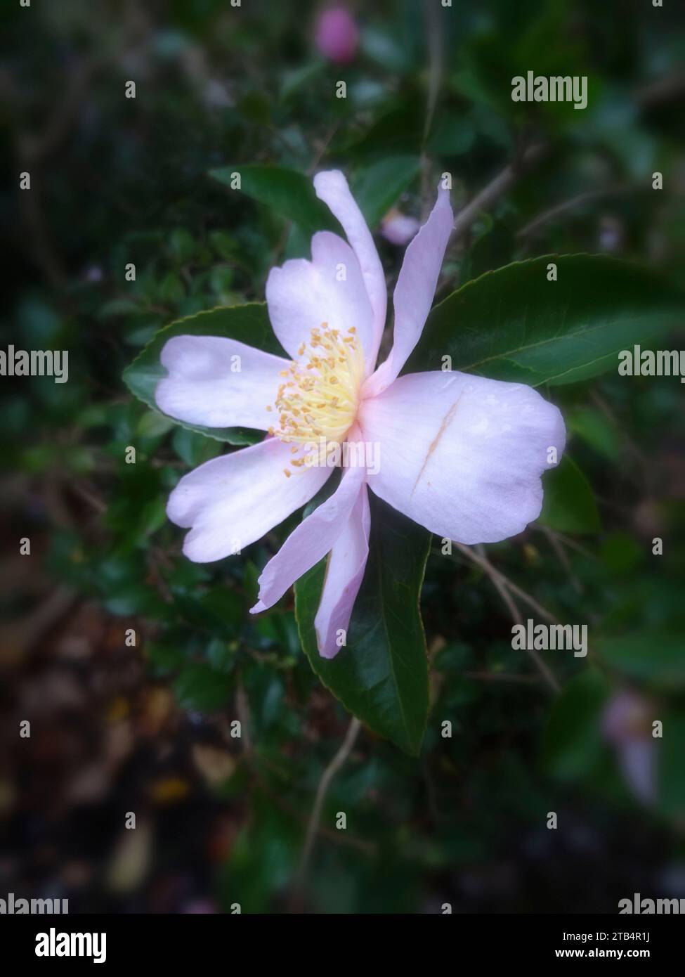 Natural close up flowering plant portrait of Camellia Sasanqua ‘Super ...