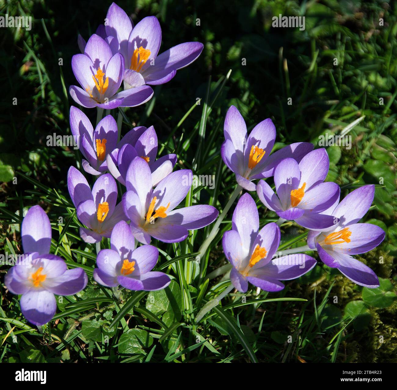 Growing from a corm hi-res stock photography and images - Alamy