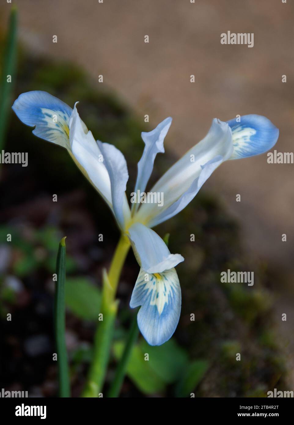 Iris reticulata 'Frozen Planet' Stock Photo - Alamy