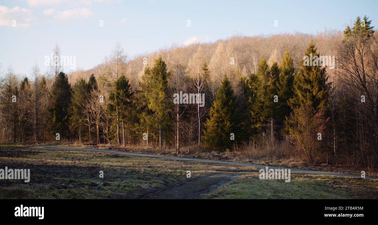 trees moving on wind in spring Stock Photo - Alamy