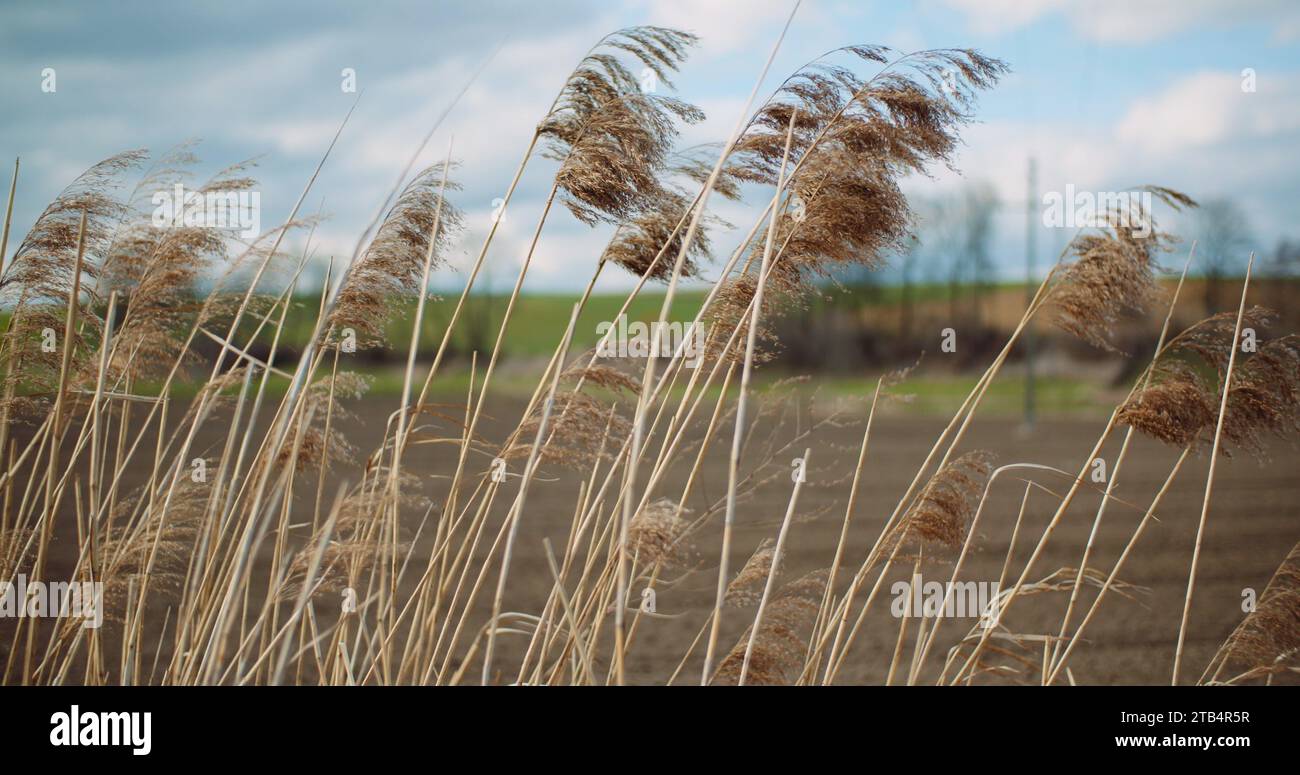 tall grasses waving in the wind Stock Photo - Alamy