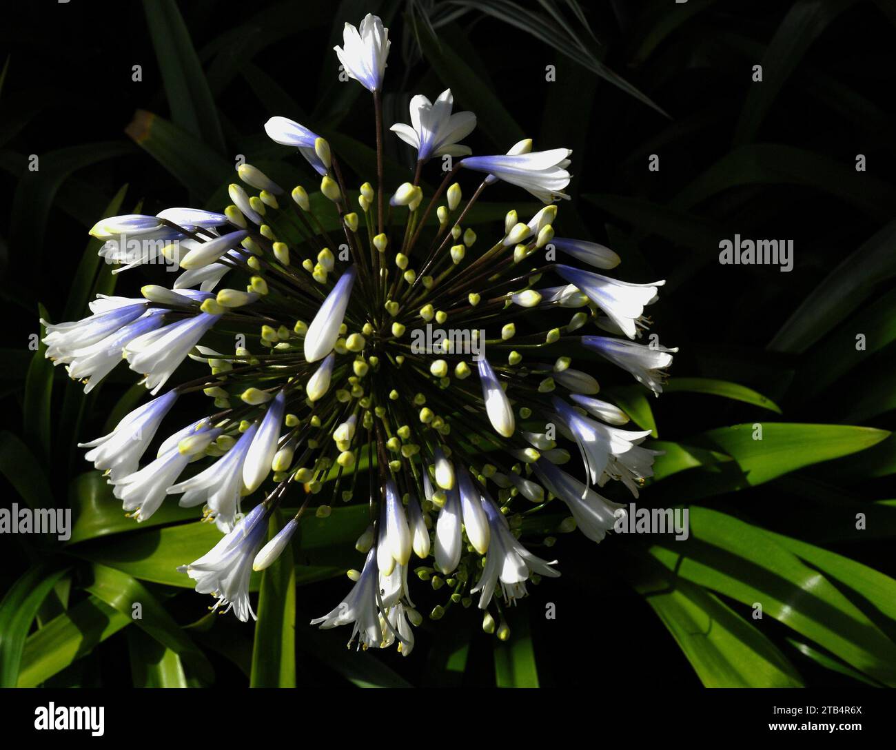 Queen mum hi-res stock photography and images - Alamy