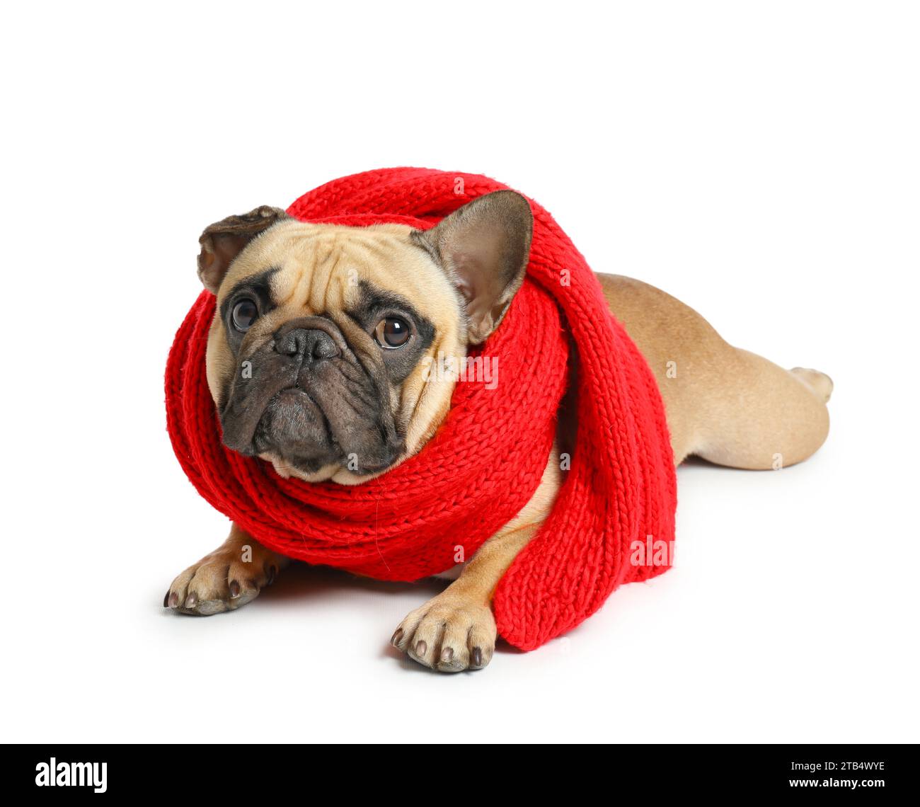 Cute pug dog with warm scarf isolated on white background Stock Photo ...