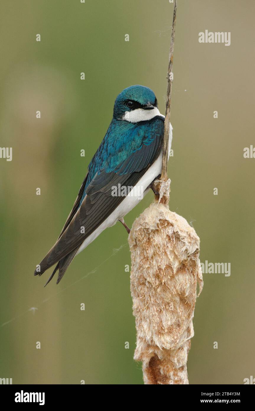 Tree Swallow perched on a distaff Stock Photo - Alamy