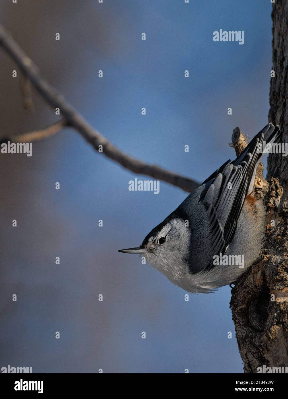 White-breasted Nuthatch perches upside down on a tree trunk Stock Photo ...