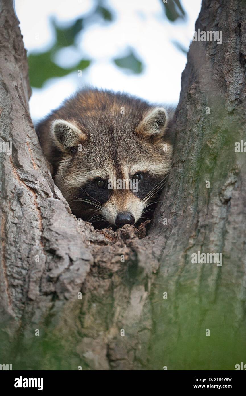 raccoon perching in a tree Stock Photo - Alamy