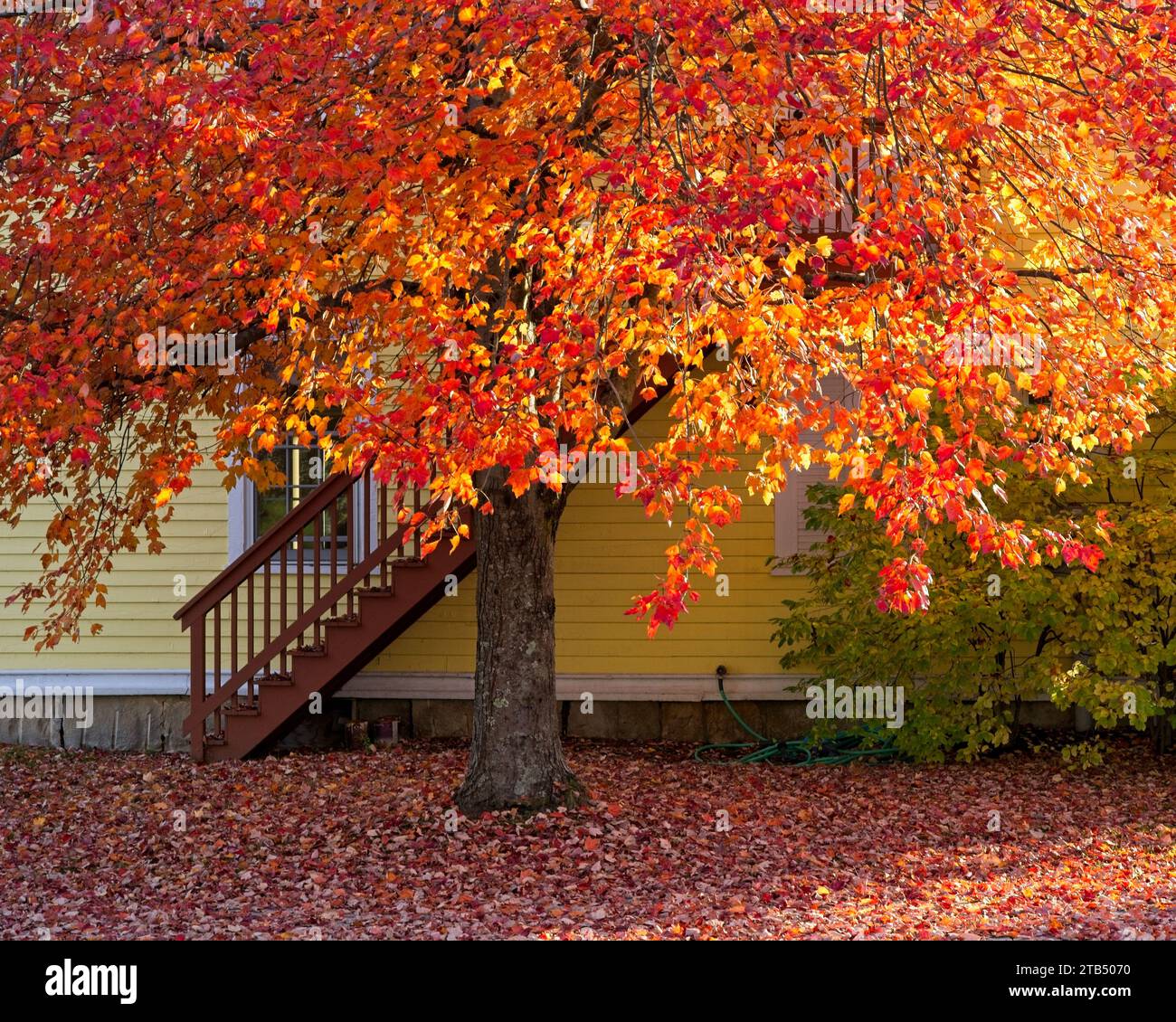 Brightly lit maple tree in autumn red color before yellow clapboard ...