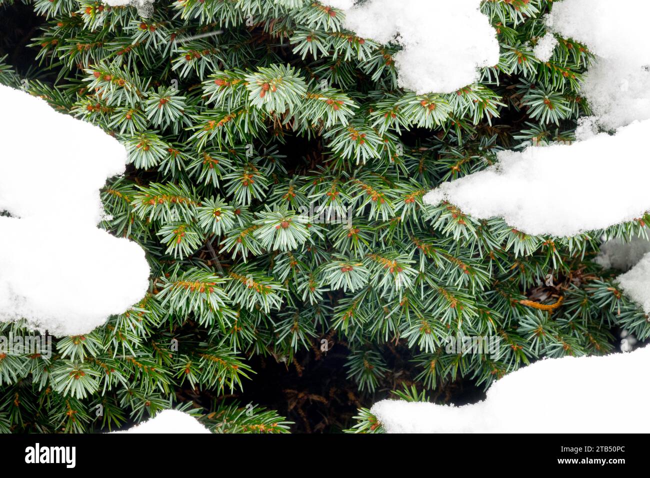 Picea omorika hi-res stock photography and images - Alamy