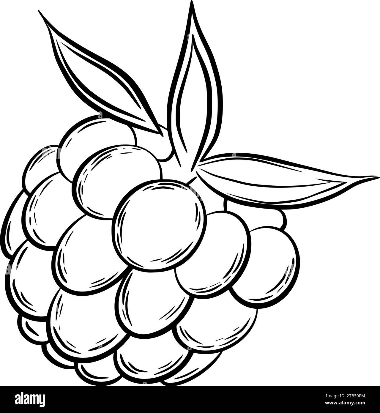Raspberry for decorating confectionery products in graphic style ...