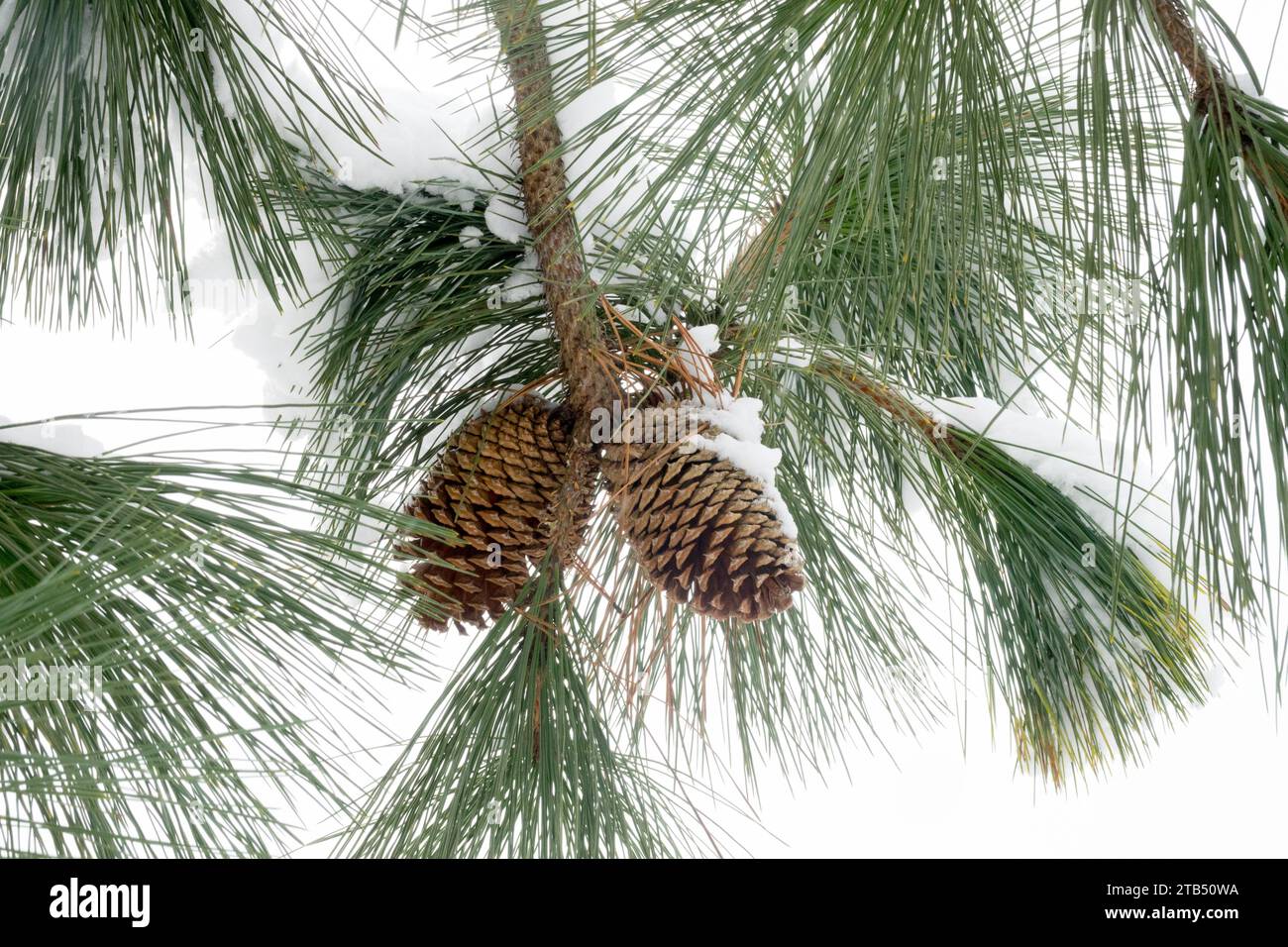 Female cones, Branch, long Needles, Jeffreys Pine, Black Pine, Pinus ...