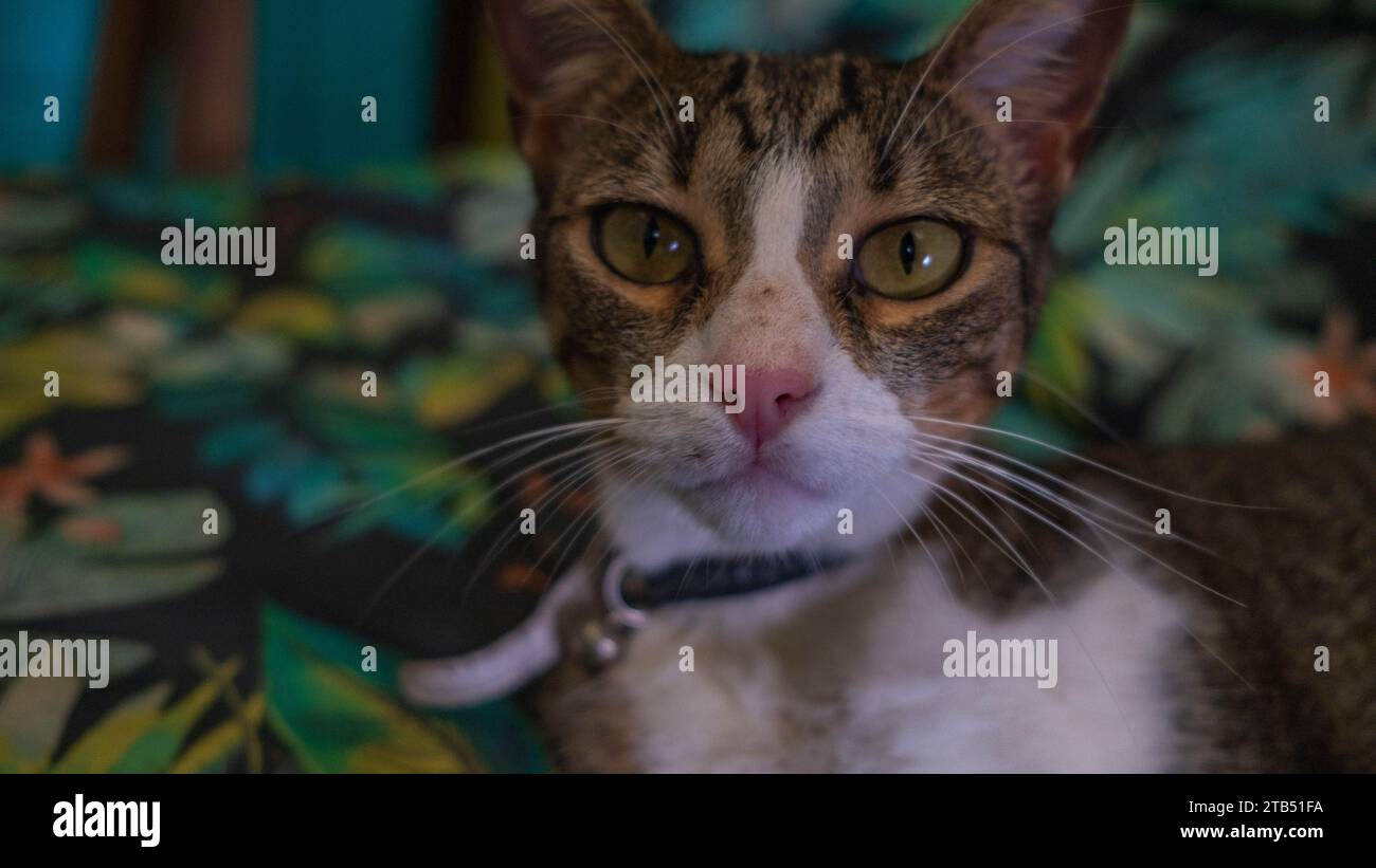 House cat in San Jose hostel, Costa Rica Stock Photo - Alamy