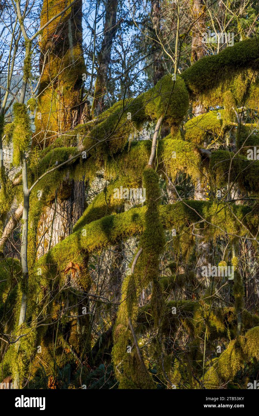 Isothecium Stoloniferum moss growing on trees in the forest at the ...