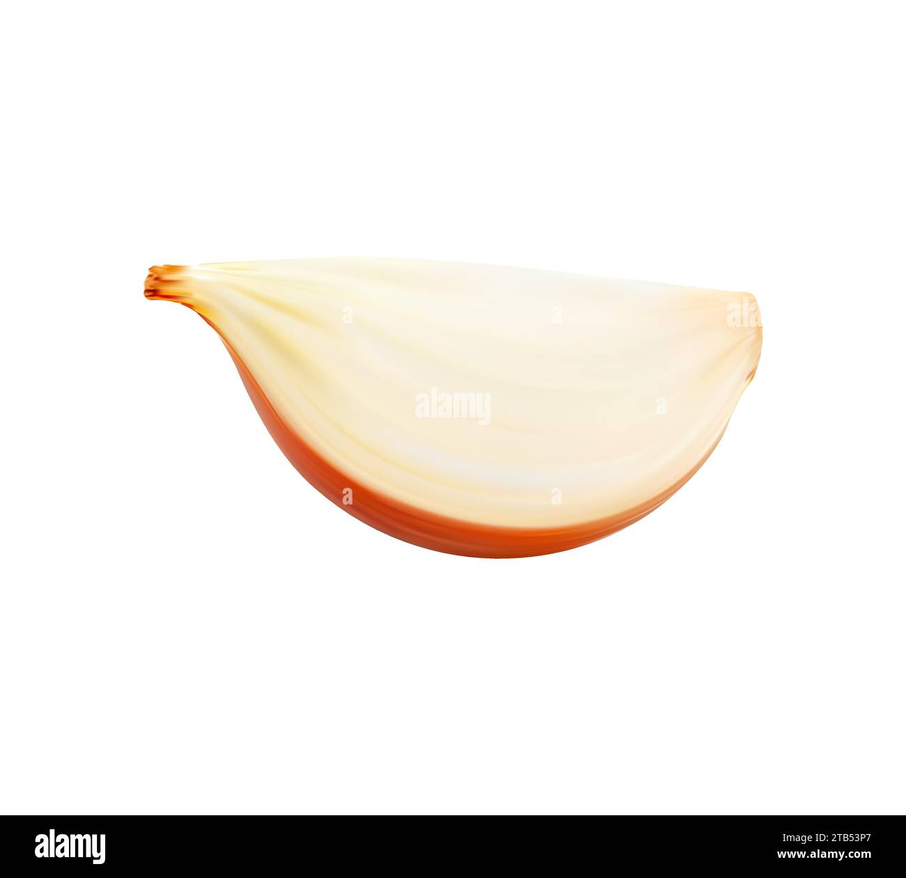 Onion cut into quarter Stock Vector Images - Alamy