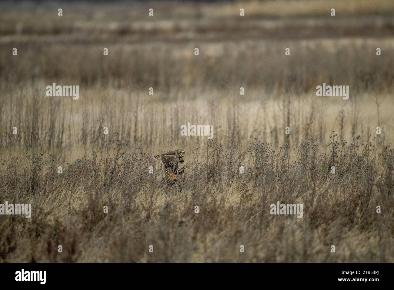 A short-eared owl (Asio flammeus) is flying over the grassland in the ...
