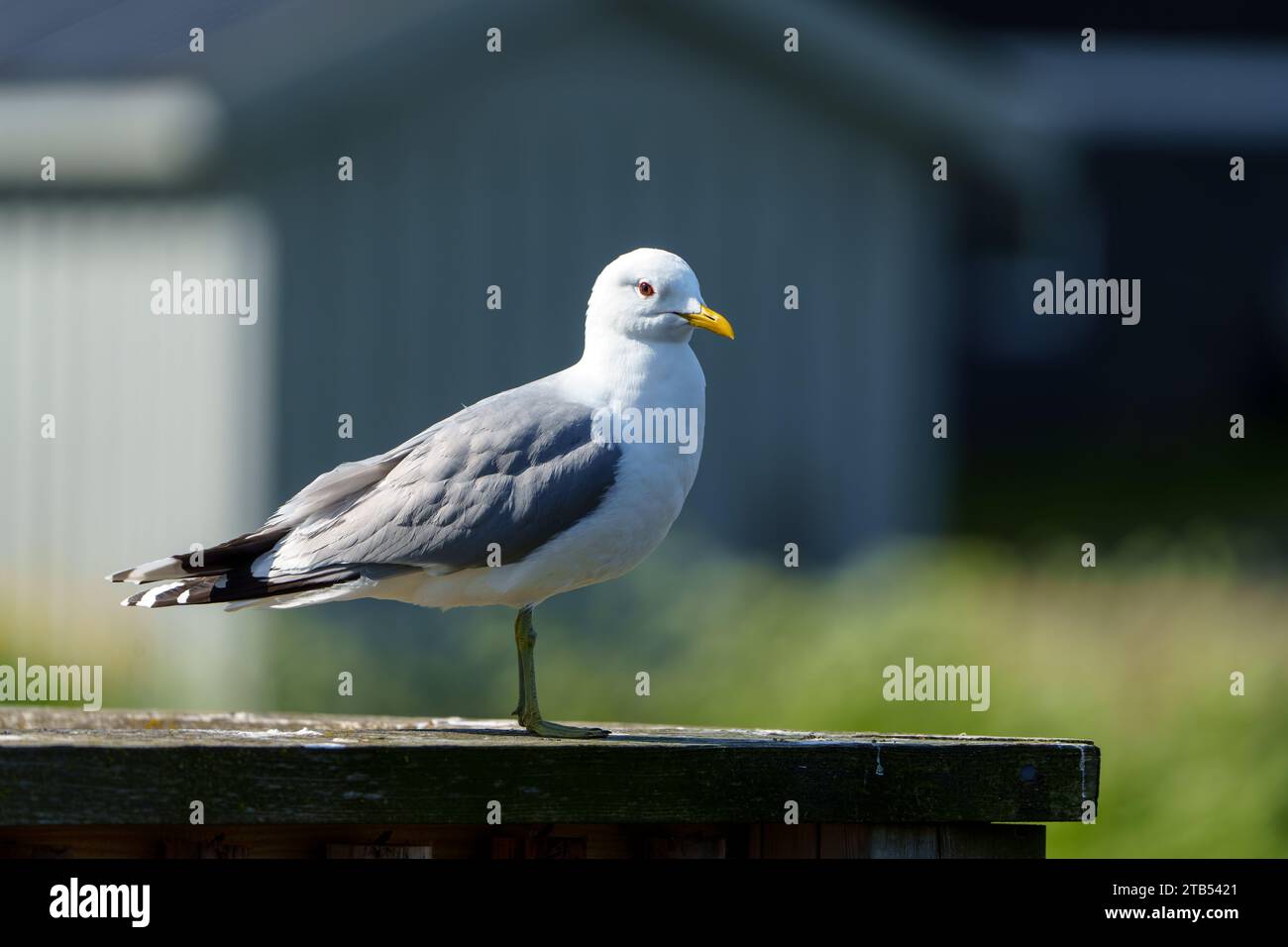 Close-up Photograph of Northern Norwegian Seagull Highlighting Stunning ...