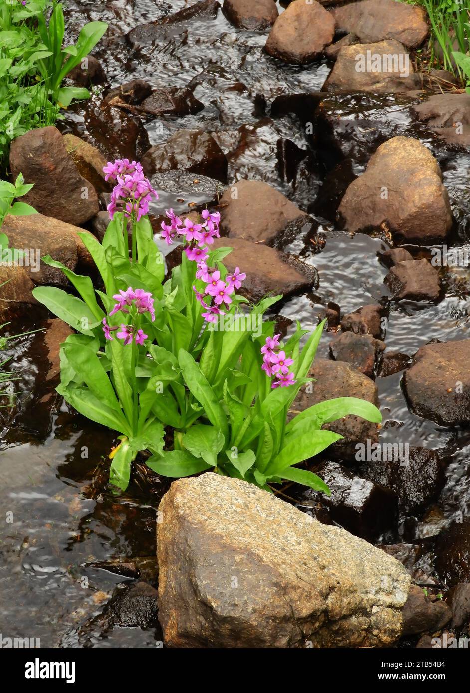 pretty pink parry primrose wildflowers in a creek on the trail to lake ...
