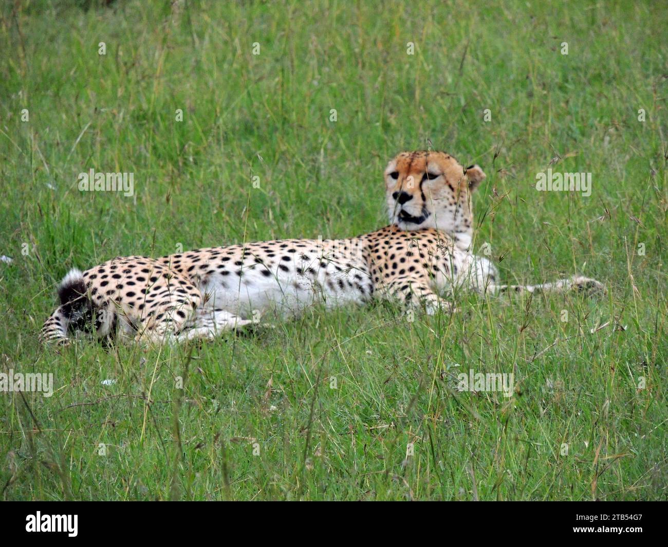 Cheetah ears hi-res stock photography and images - Alamy